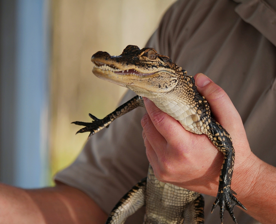 Baby alligator - Electric City Aquarium & Reptile Den