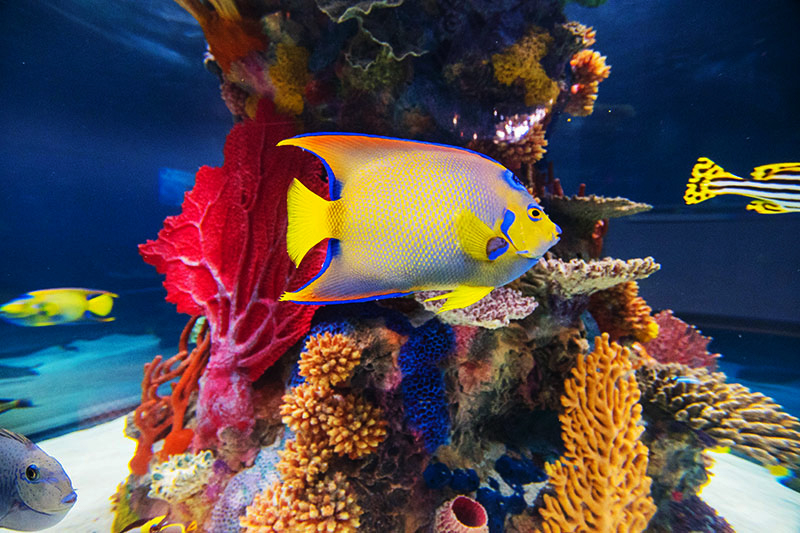 Aquarium | Electric City Aquarium & Reptile Den | Scranton, PA