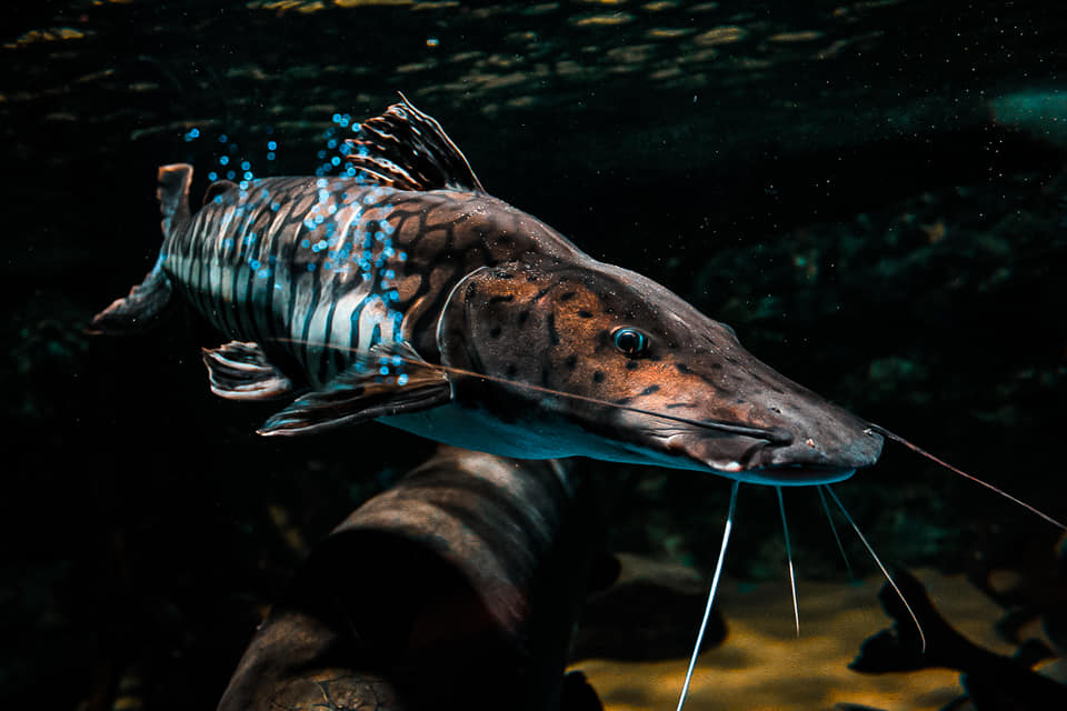 Aquarium | Electric City Aquarium & Reptile Den | Scranton, PA