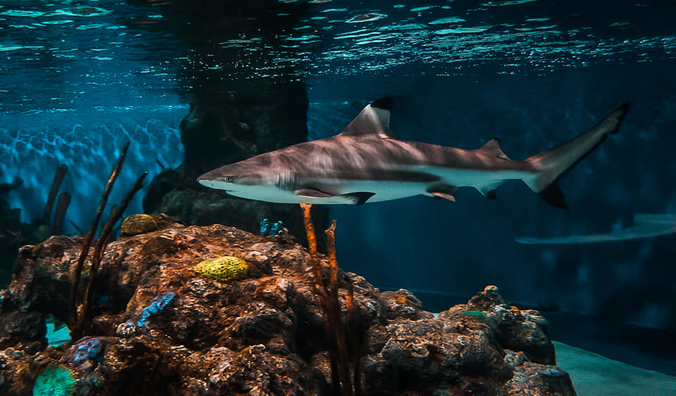 Aquarium | Electric City Aquarium & Reptile Den | Scranton, PA