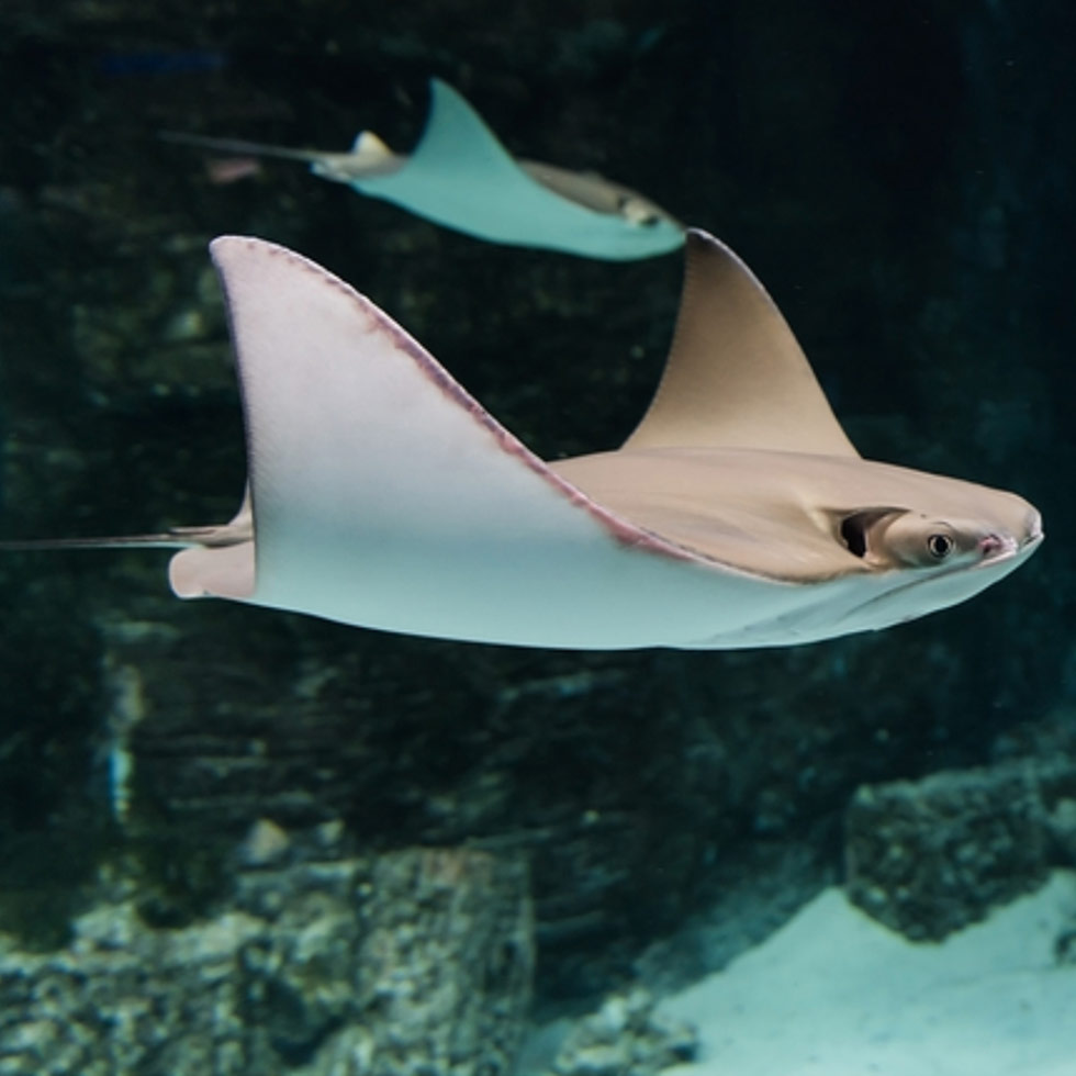 Aquarium | Electric City Aquarium & Reptile Den | Scranton, PA