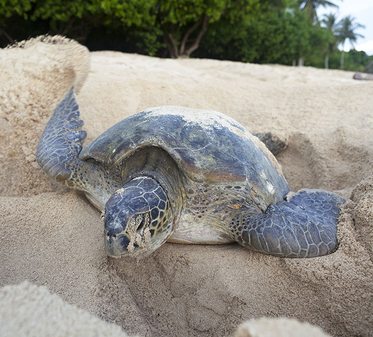 Conservation | Electric City Aquarium & Reptile Den | Scranton, PA
